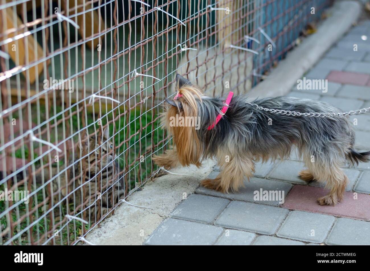 An 11 year old Yorkshire terrier examines a cute tabby kitten behind a ...