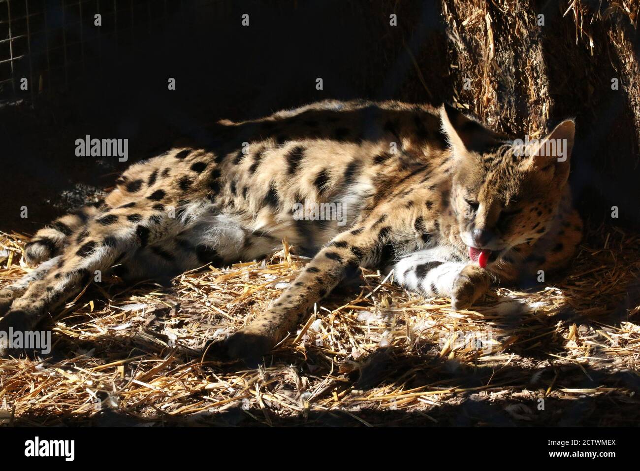 Serval cat lying and cleaning fur Stock Photo - Alamy