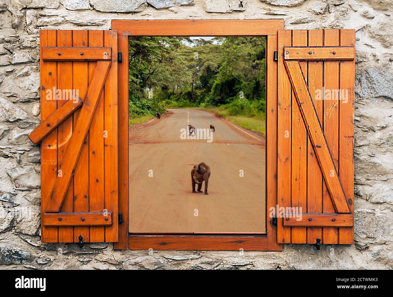 Baboons walking in the forest of Tanzania. It´s a point of view from ...