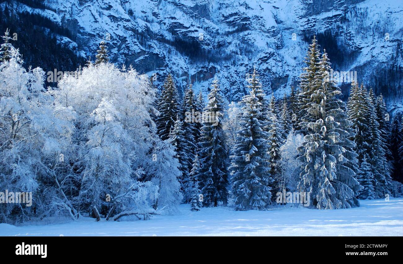 a wonderful day in the snow Stock Photo - Alamy
