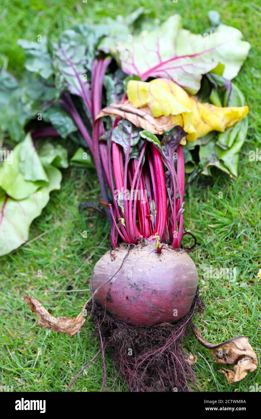 Homegrown beetroot just lifted from the ground Stock Photo - Alamy