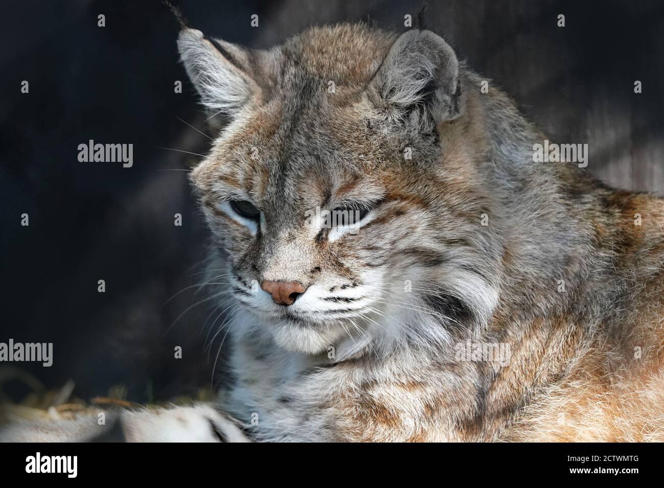 Tuft of hair on cheeks hi-res stock photography and images - Alamy