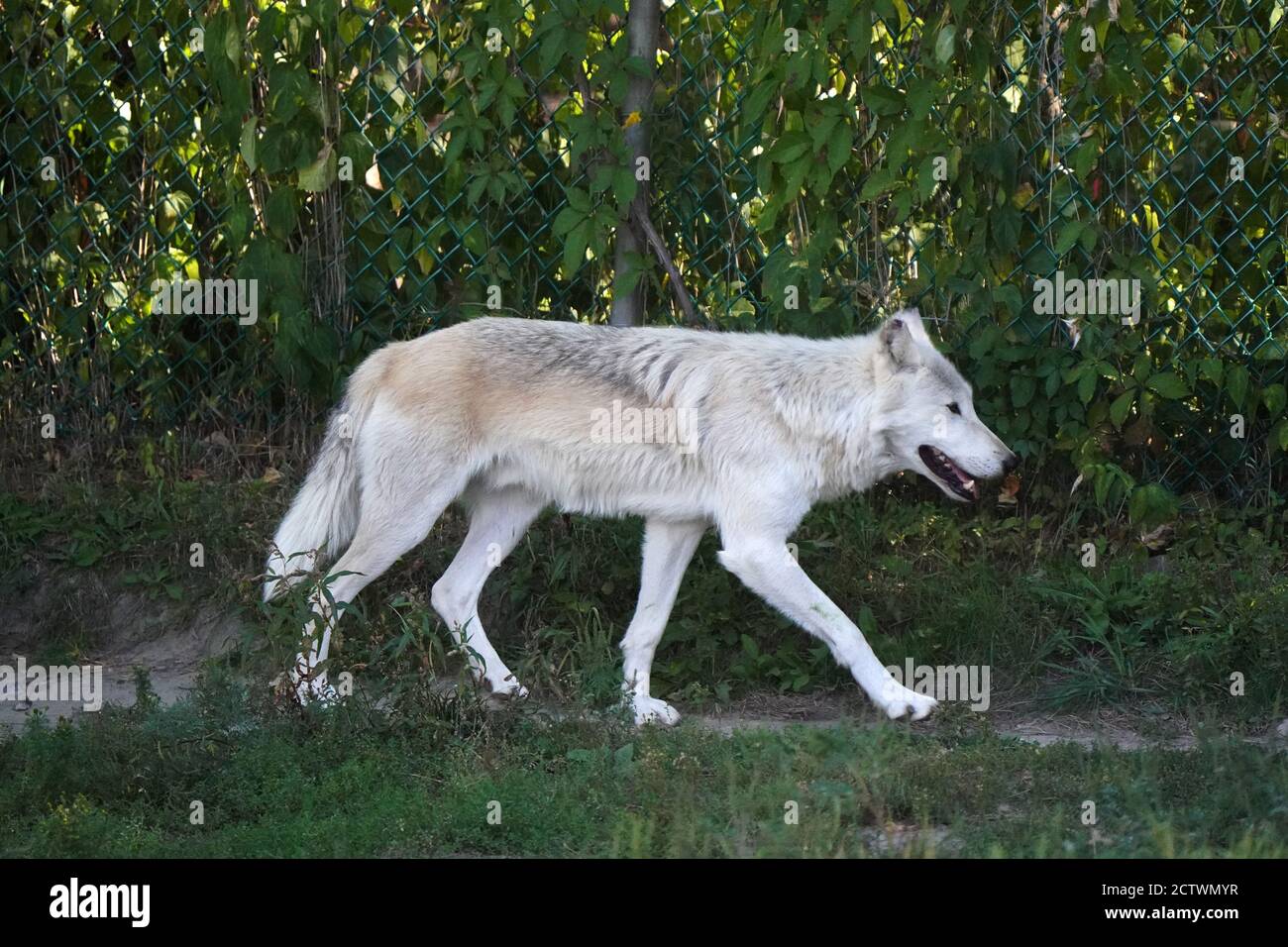 Wolves in cage hi-res stock photography and images - Alamy