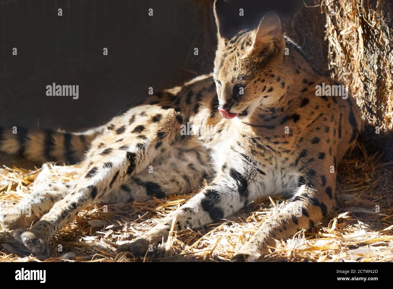 Serval cat lying and cleaning fur Stock Photo - Alamy