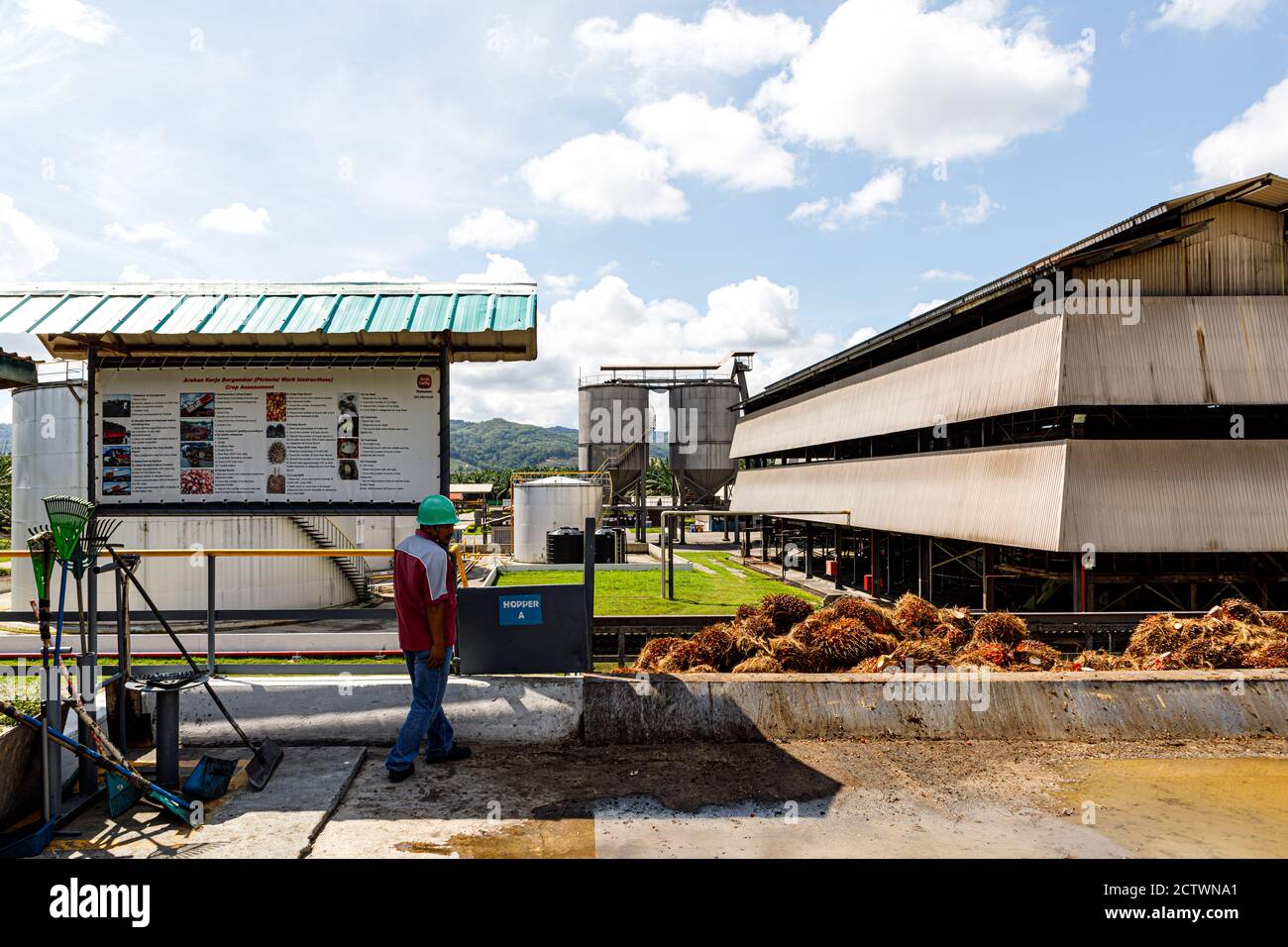 Kelapa sawit hi-res stock photography and images - Alamy