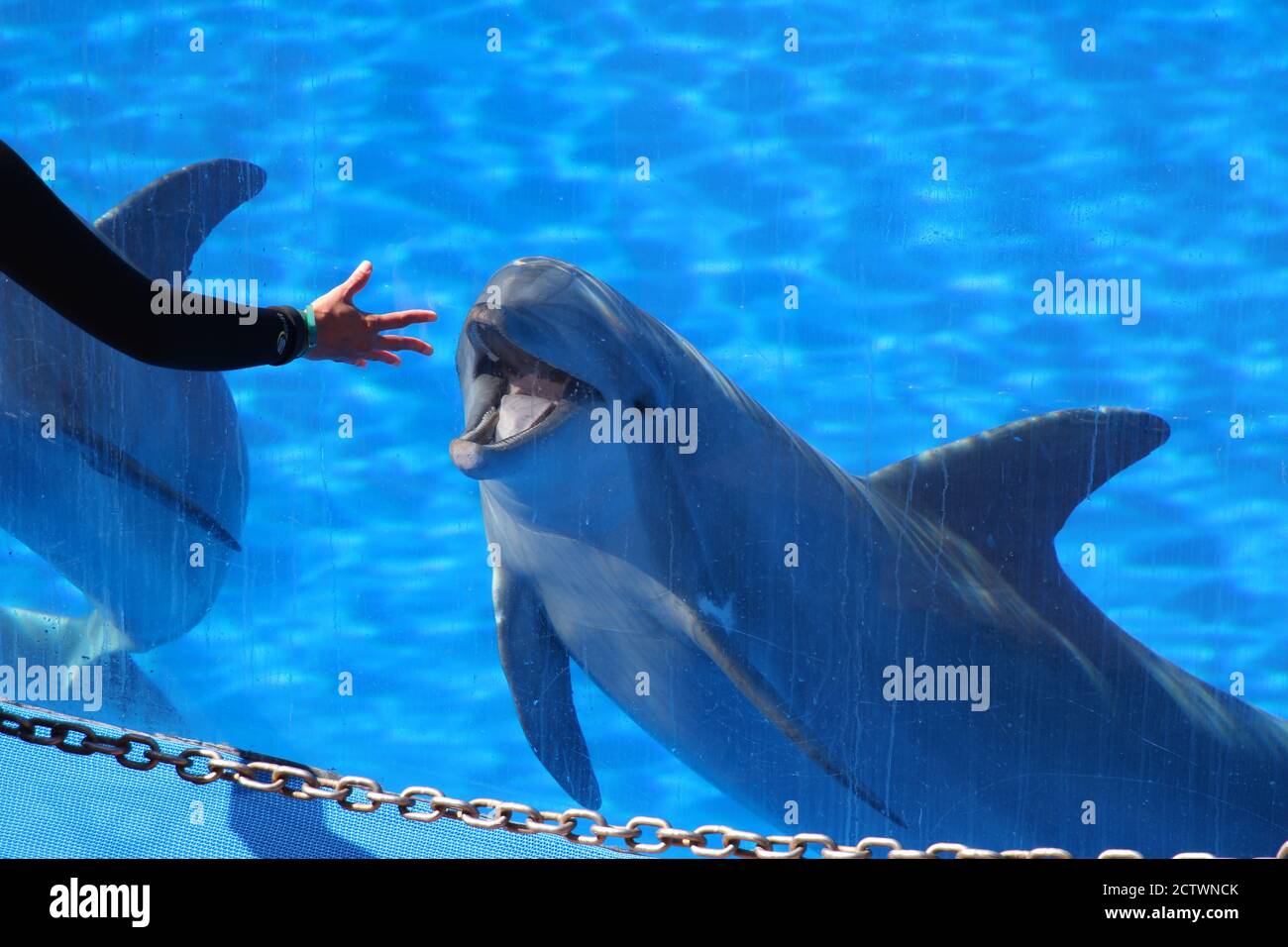 Delphinida hi-res stock photography and images - Alamy