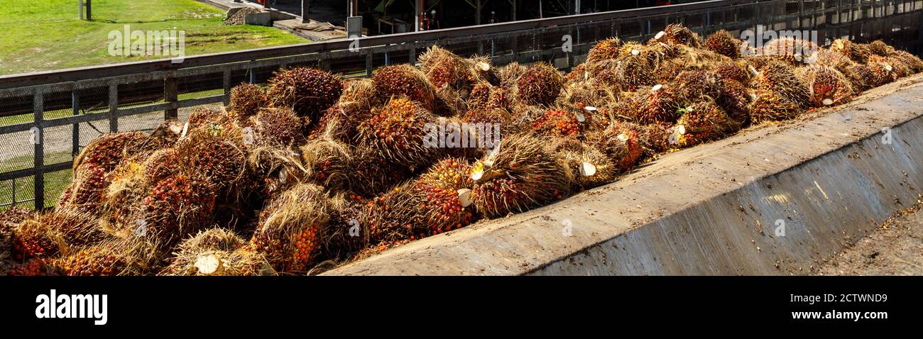 Tenom, Sabah, Malaysia: Fresh Fruit Bunches (FFB) at the hopper of ...