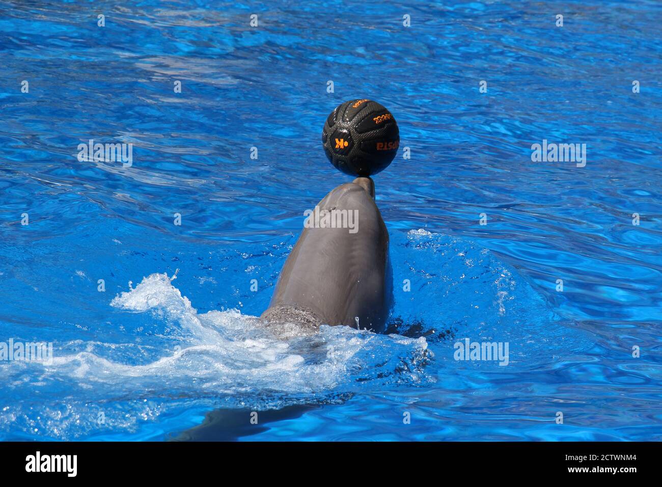 Delphinoidea cetacea hi-res stock photography and images - Alamy