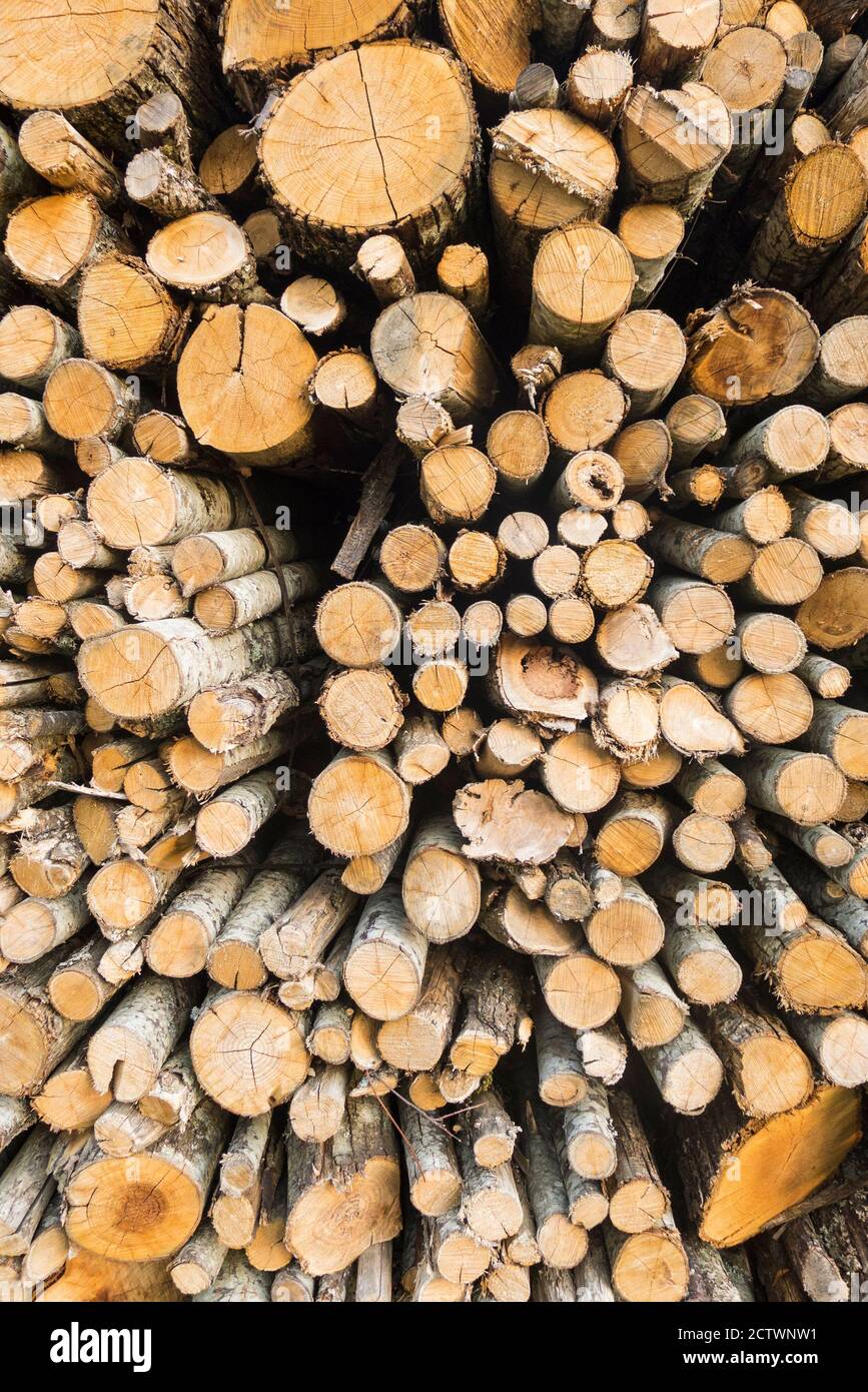 Tree trunks cut and stacked for house fireplace and cooking Stock Photo ...