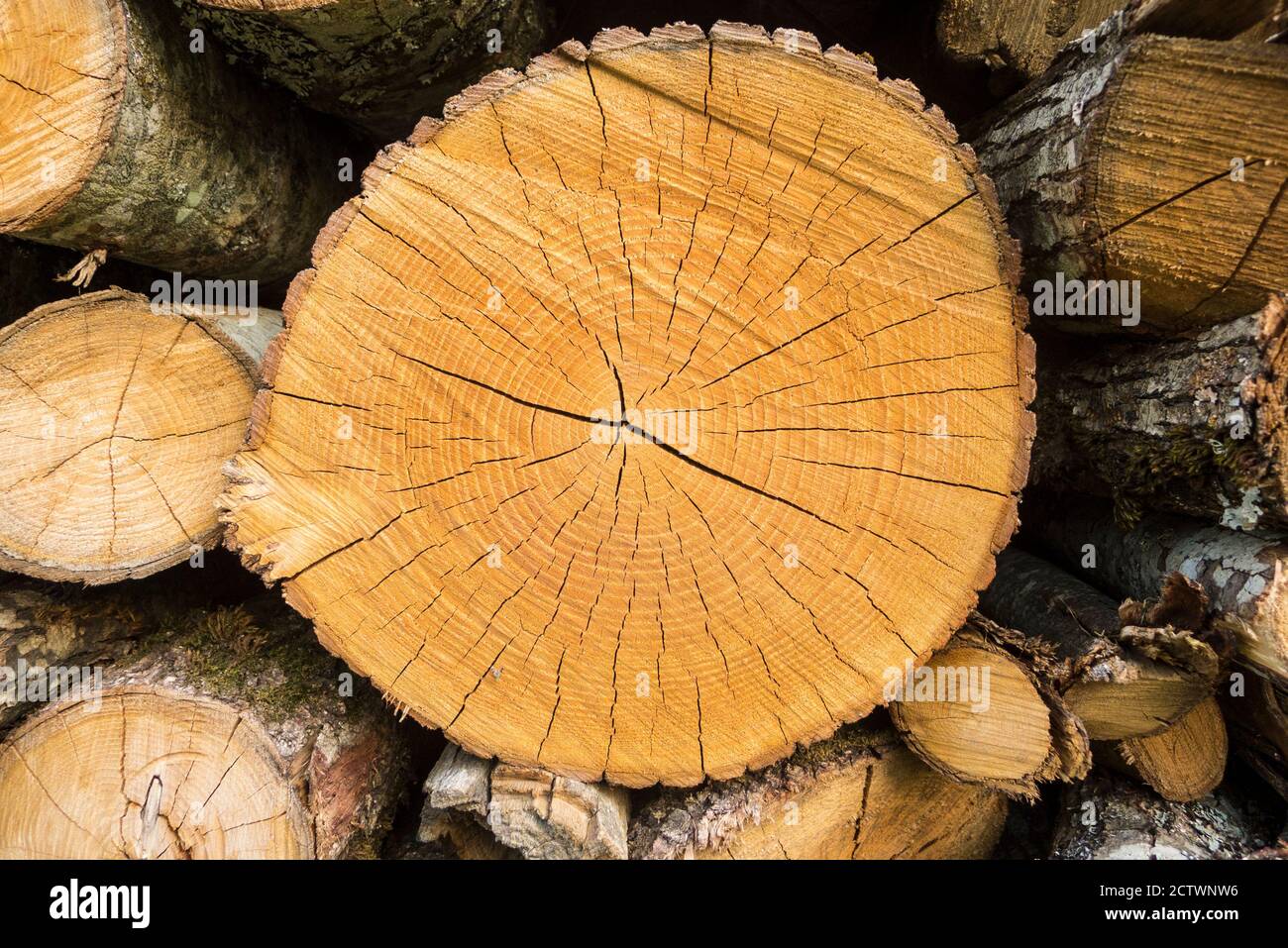 Tree trunks cut and stacked for house fireplace and cooking Stock Photo ...