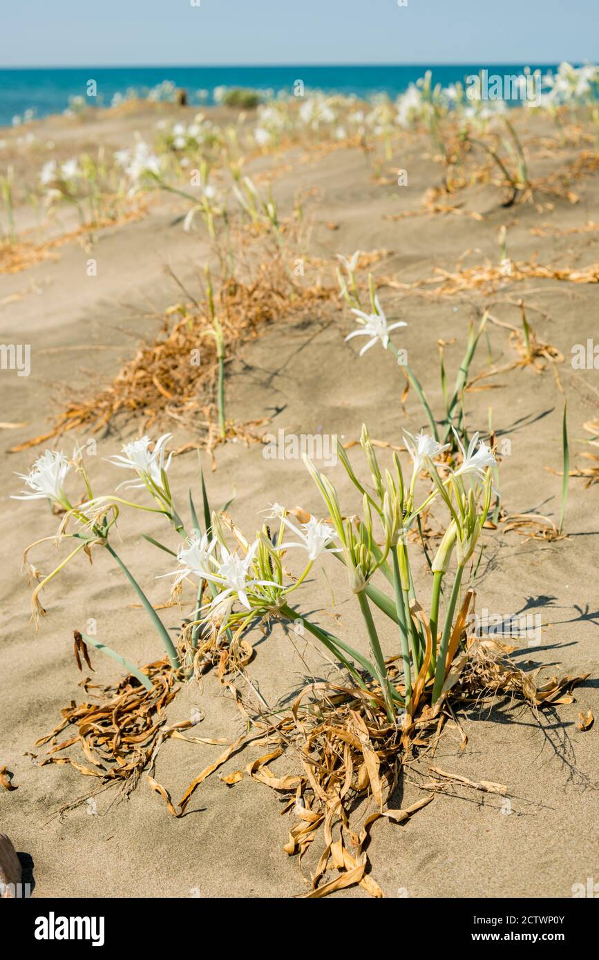 Mediterranean sand beach with dune lily plants in flower full bloom ...