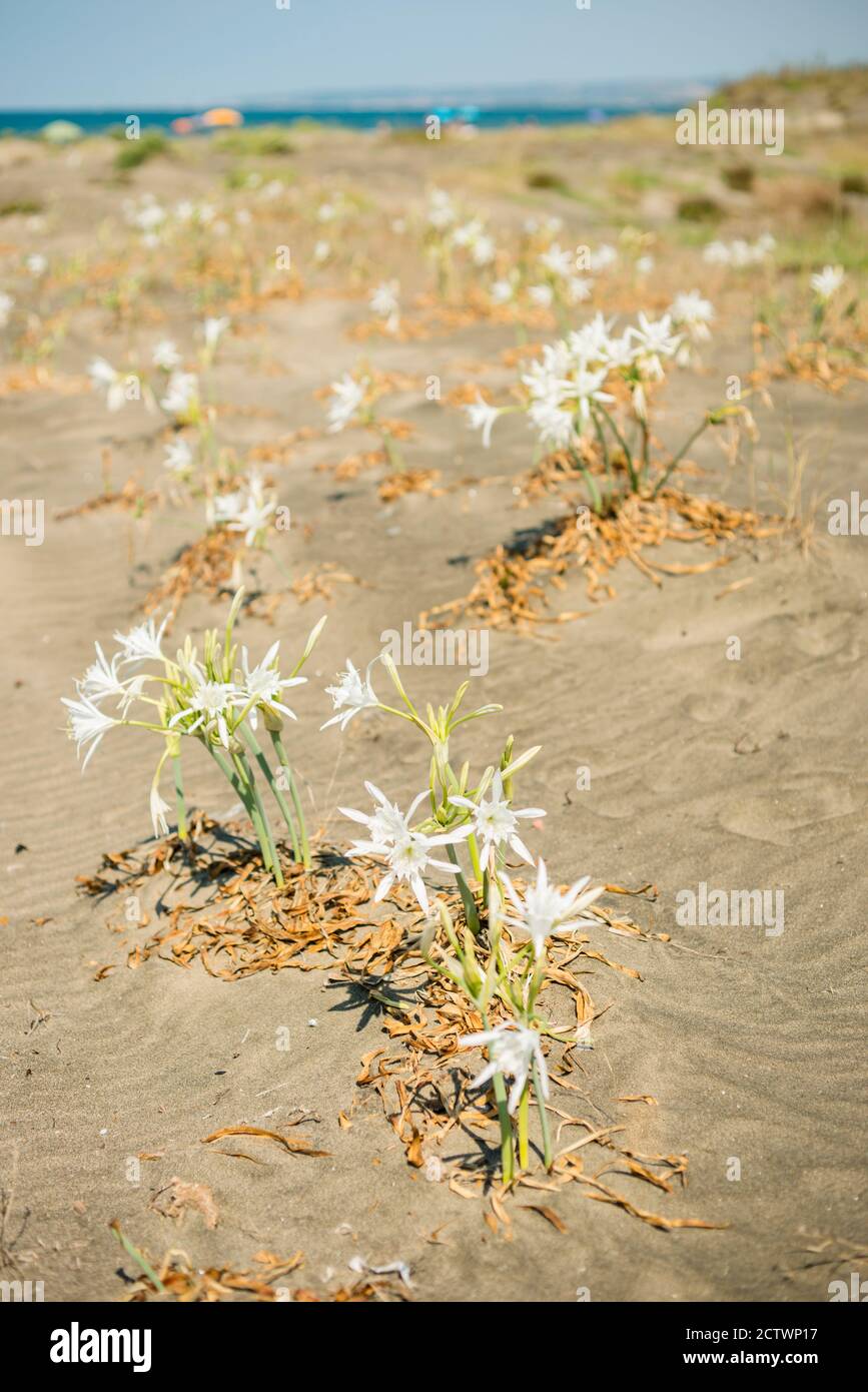 Mediterranean sand beach with dune lily plants in flower full bloom ...
