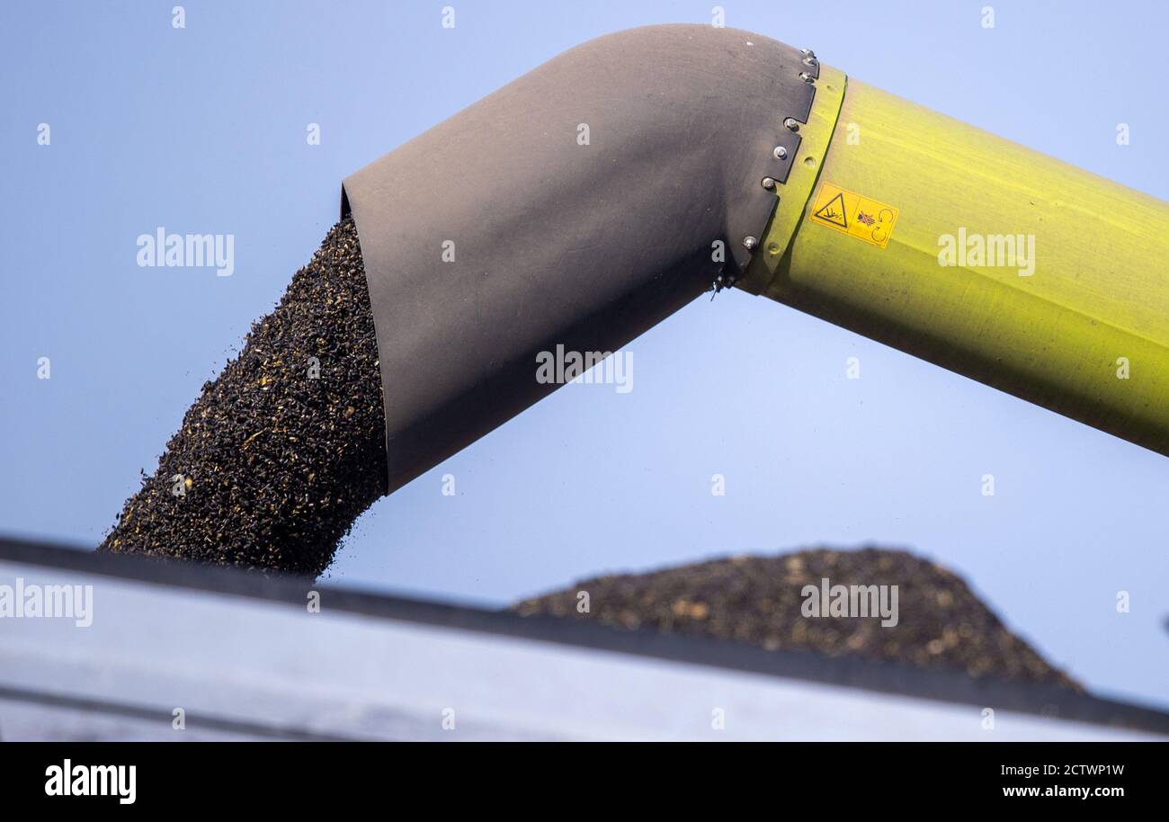 Truck in field of sunflowers hi-res stock photography and images - Alamy