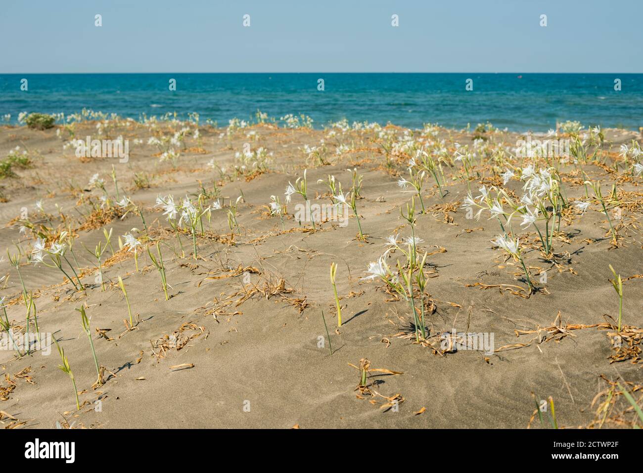 Mediterranean sand beach with dune lily plants in flower full bloom ...