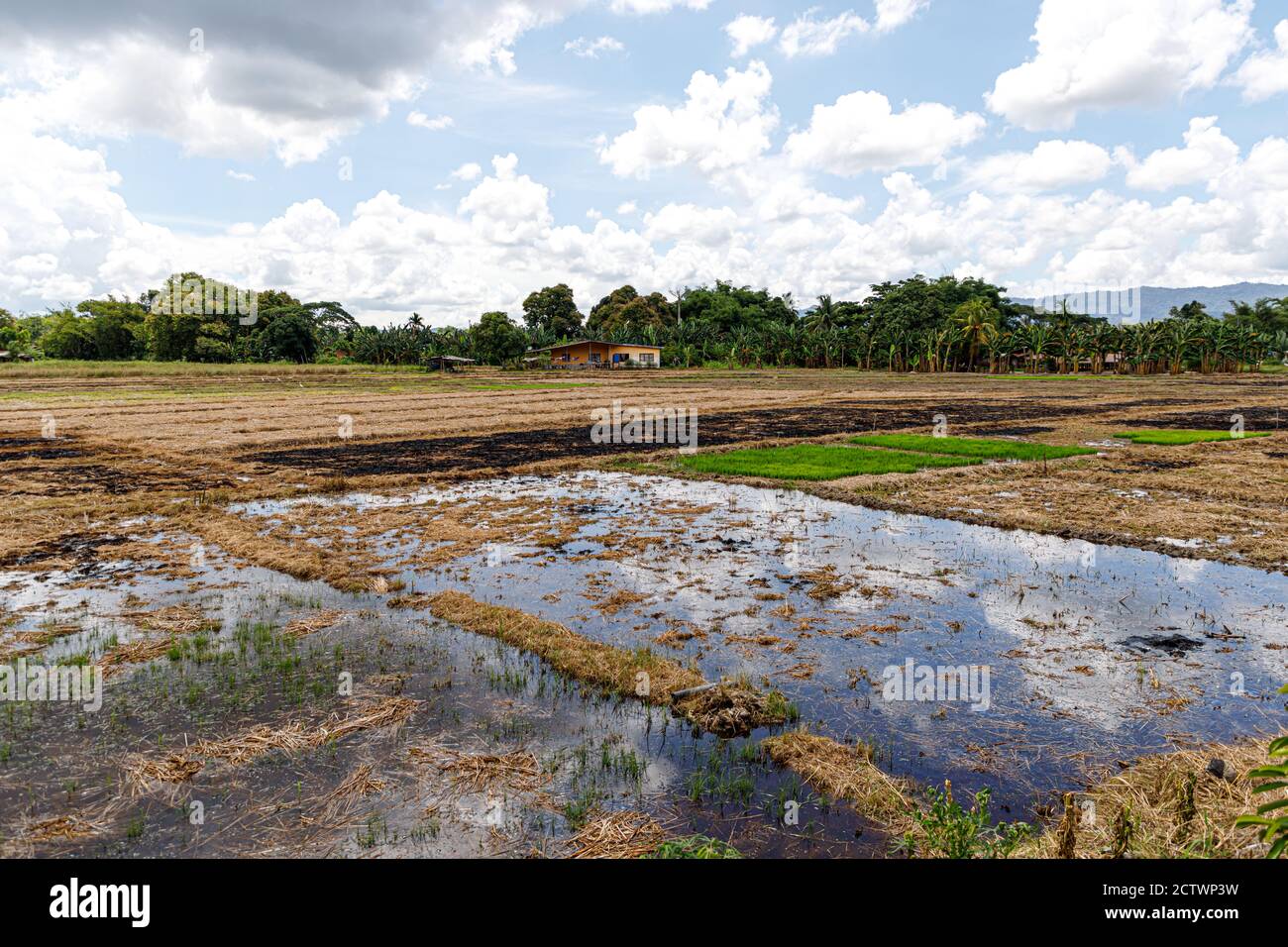 Kg Naloyan, Tenom, Sabah, Malaysia: The rice fields are prepared for ...