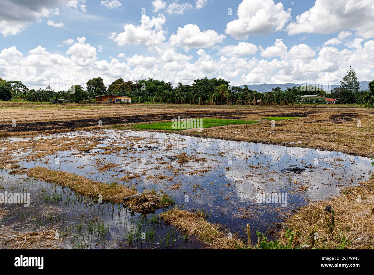 Kg Naloyan, Tenom, Sabah, Malaysia: The rice fields are prepared for ...