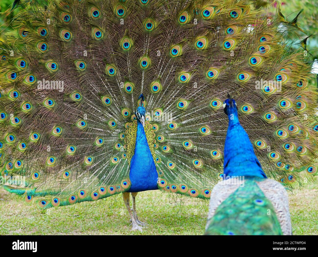 Colorful green and blue male peacock bird with its plume feathers tail ...