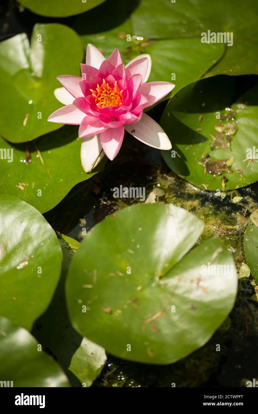 Flowers of waterlily plant on pond in full bloom Stock Photo - Alamy