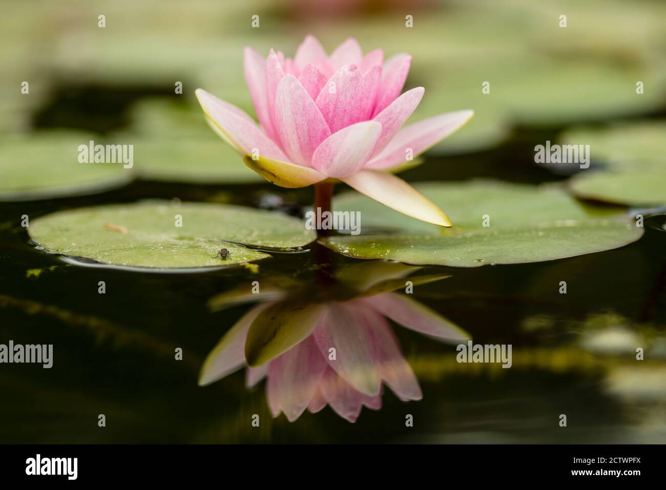 Flowers of waterlily plant on pond in full bloom Stock Photo - Alamy