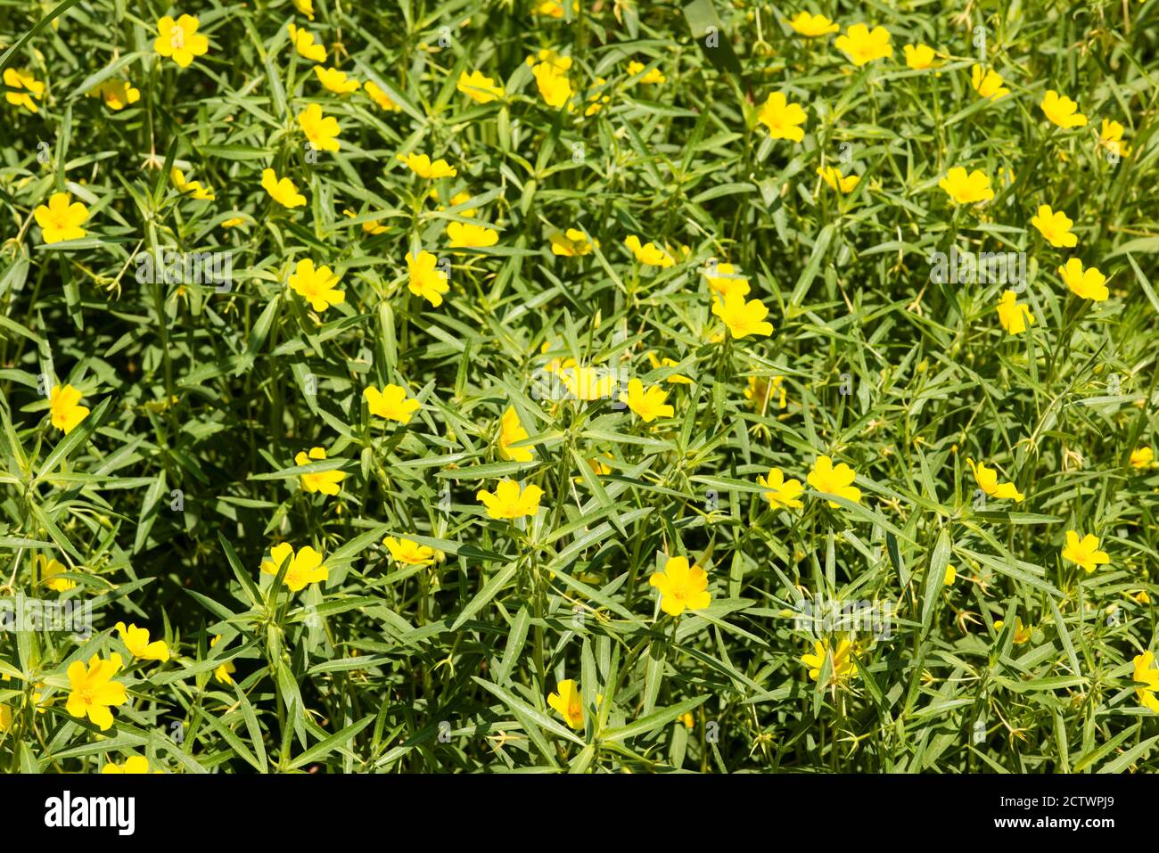 Yellow Water prime rose flowers and plants on pond Stock Photo - Alamy