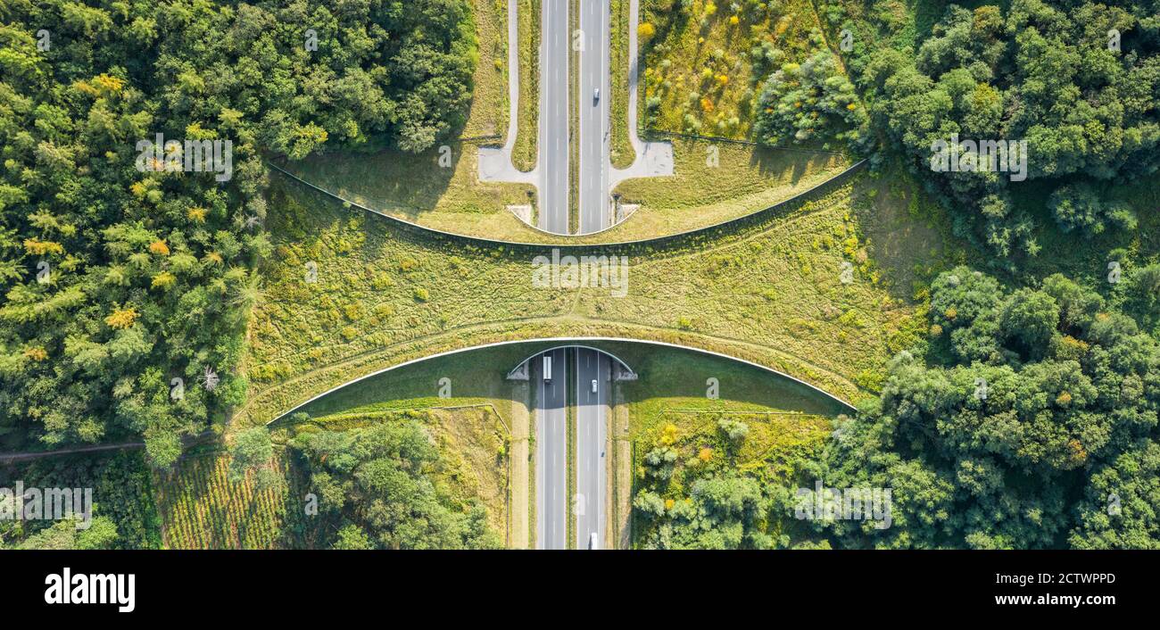 Aerial top down view of ecoduct or wildlife crossing - vegetation ...