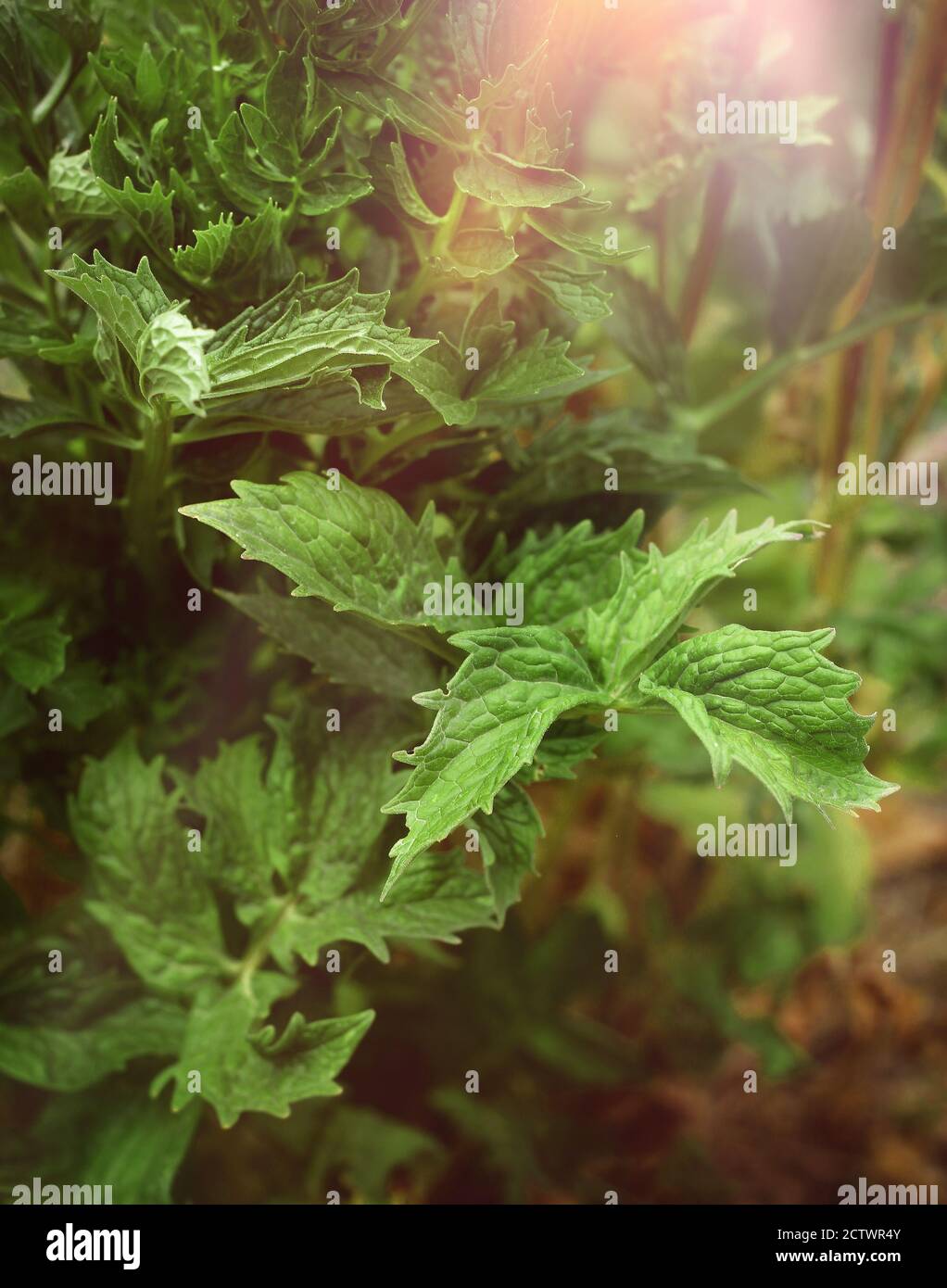 Alternative sweetener natural stevia plant growing Stock Photo - Alamy