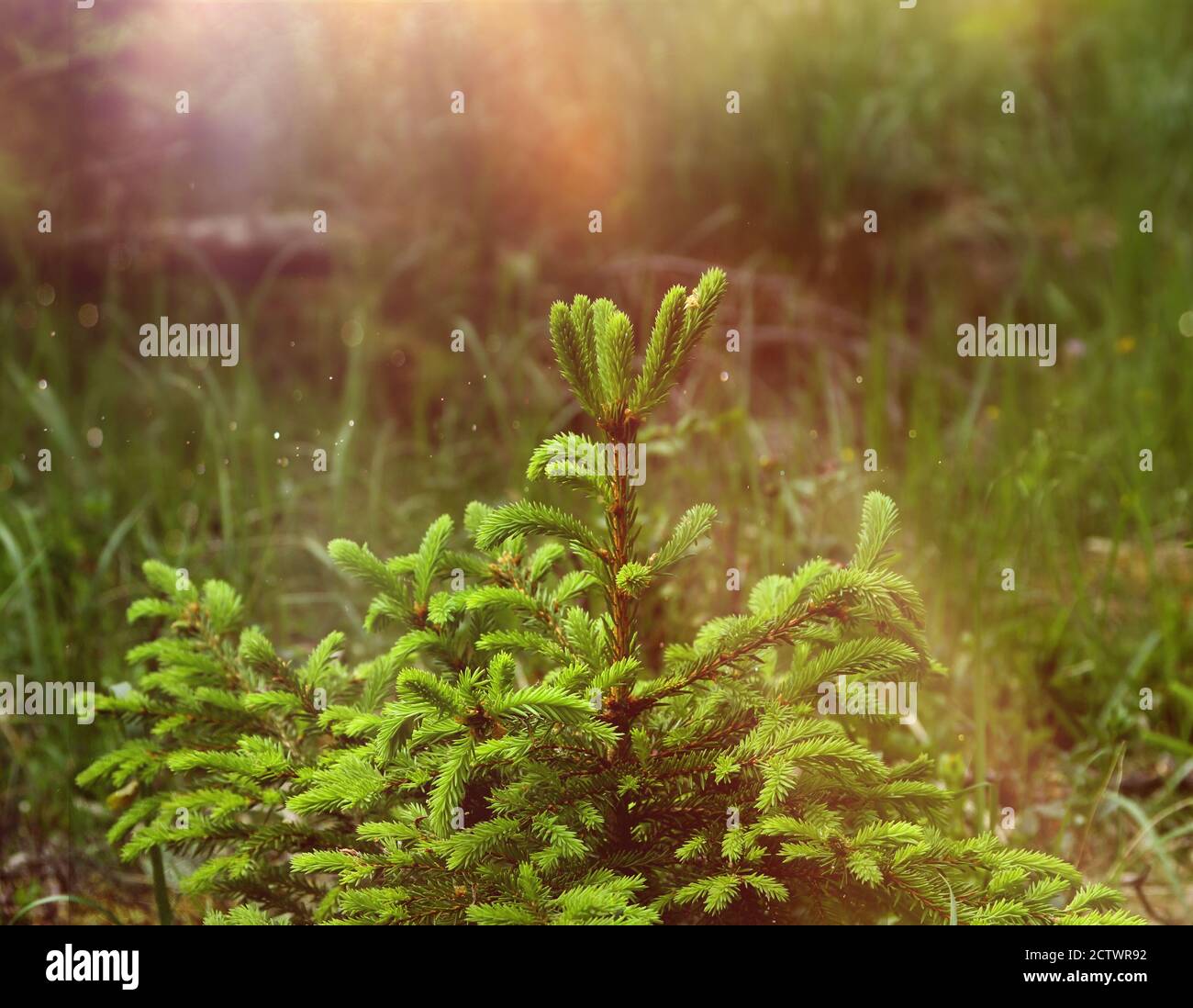 Young green spruce seedling growing in natural forest environment Stock ...