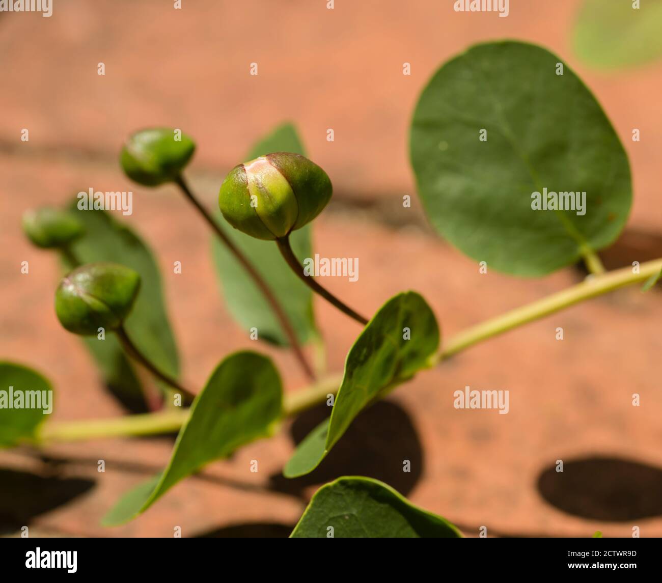 Fresh buds of caper plant, Capparis spinosa, bush, Flinders rose Stock ...