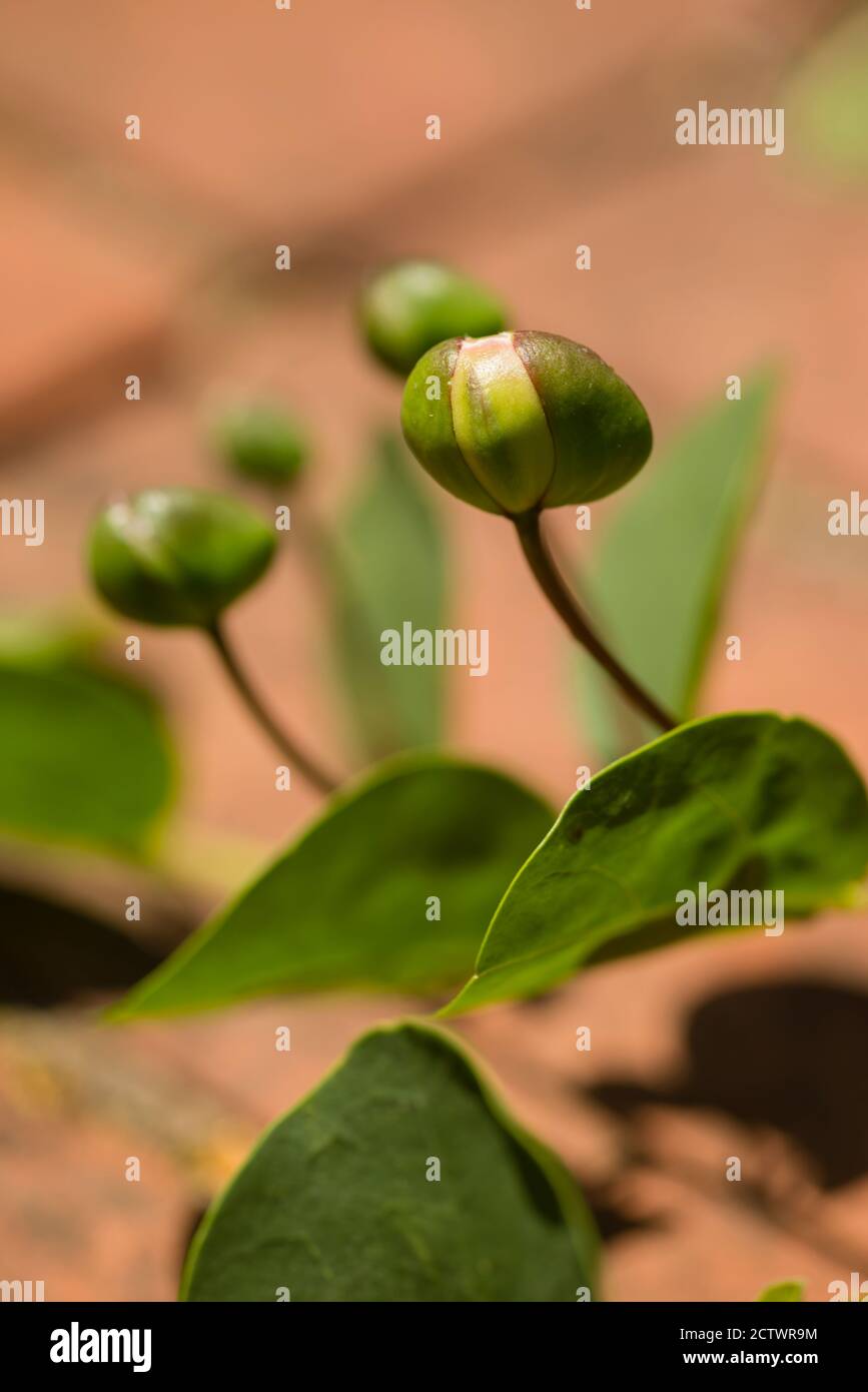 Fresh buds of caper plant, Capparis spinosa, bush, Flinders rose Stock ...