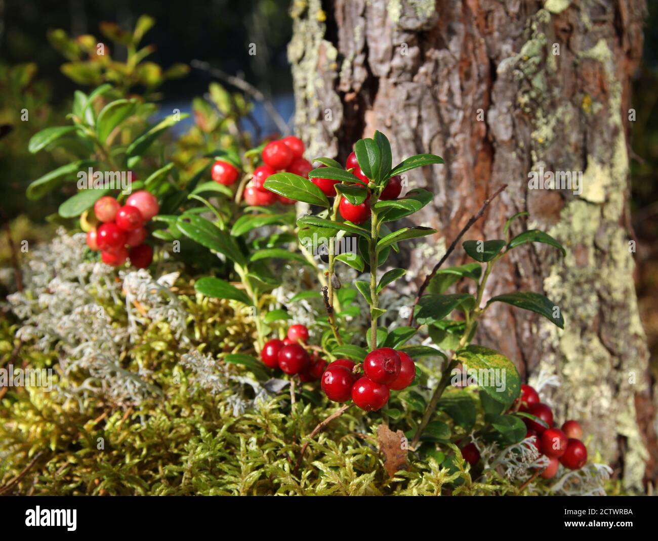 Fresh wild lingonberries growing on moss, near a pine tree Stock Photo ...