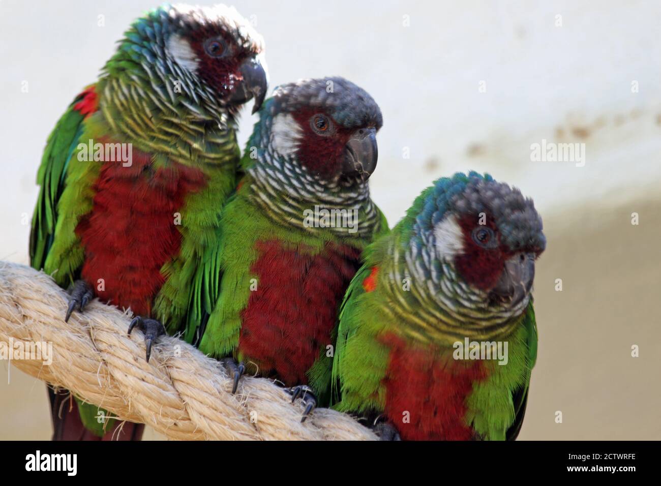 White eared conure hi-res stock photography and images - Alamy