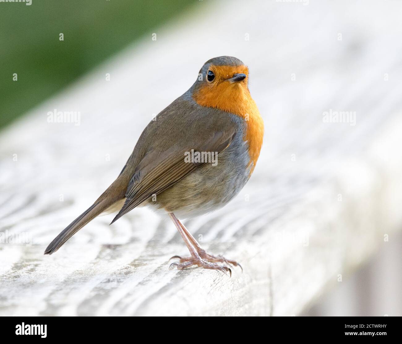 British wild robin hi-res stock photography and images - Alamy