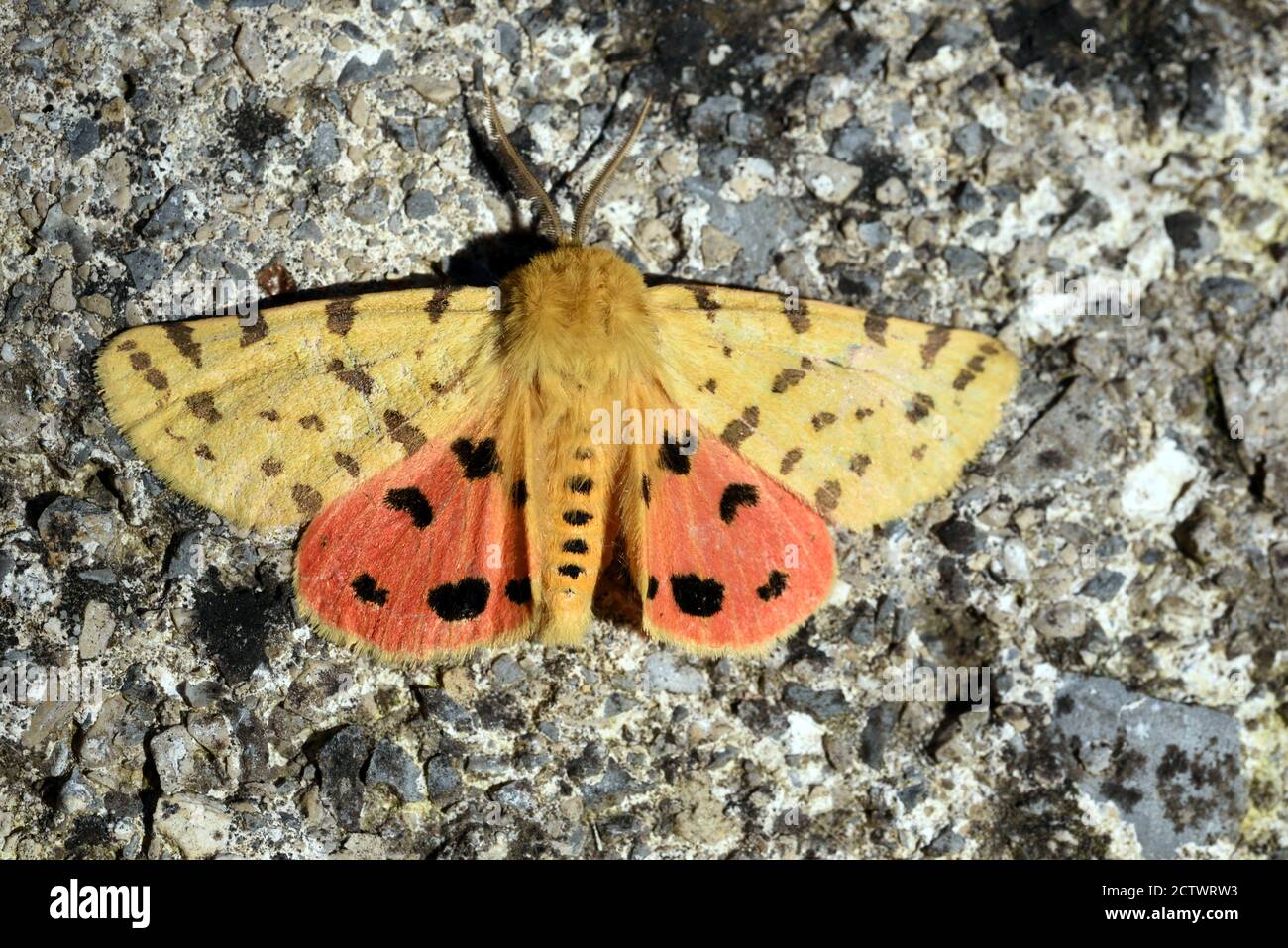 Colourful Orange & Yellow Garden Tiger Moth Arctia caja Stock Photo - Alamy