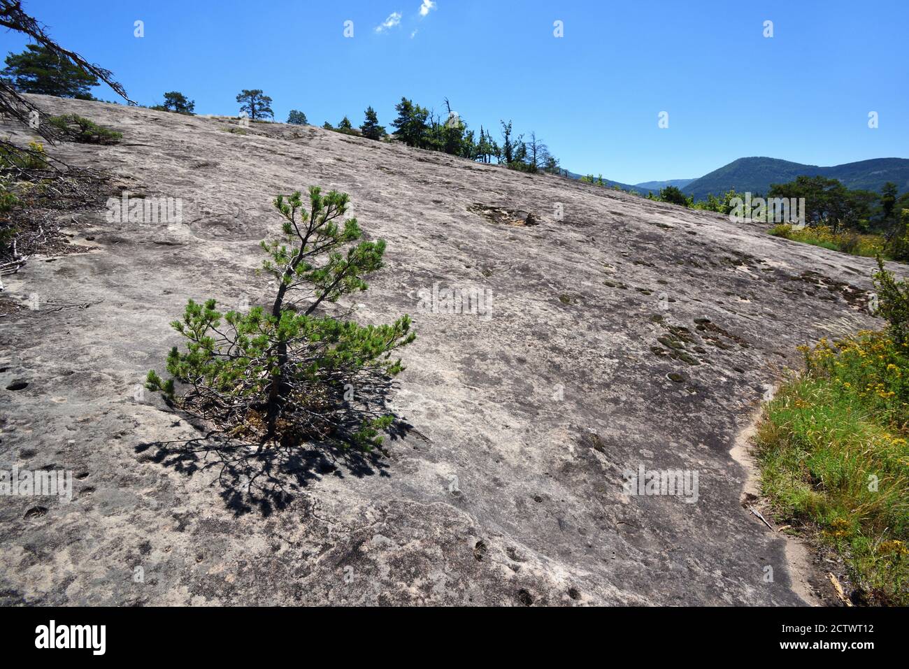 Rock growing tree hi-res stock photography and images - Alamy