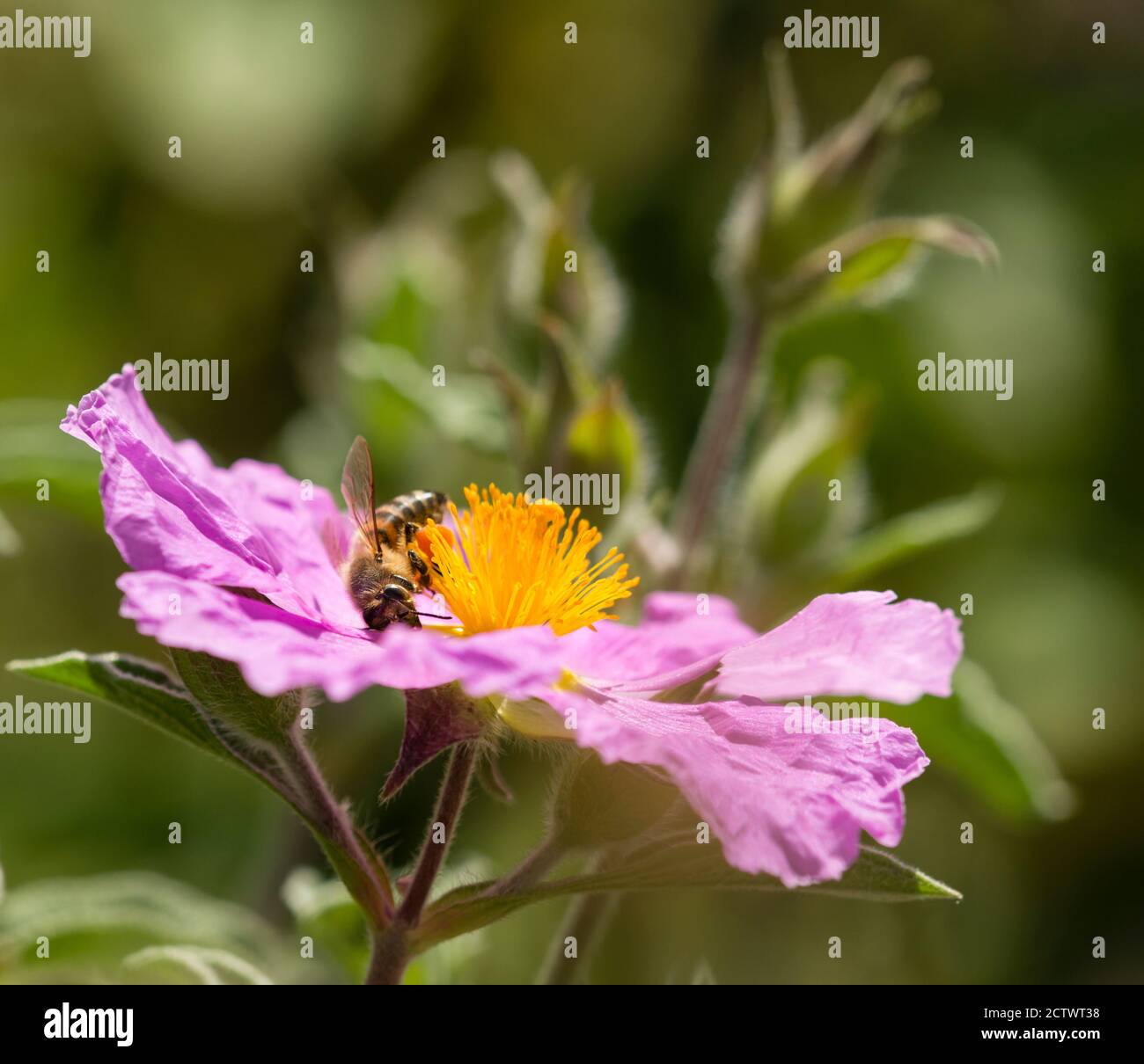 Bee with pollen sacks sucking nectar from a pink flower Stock Photo - Alamy