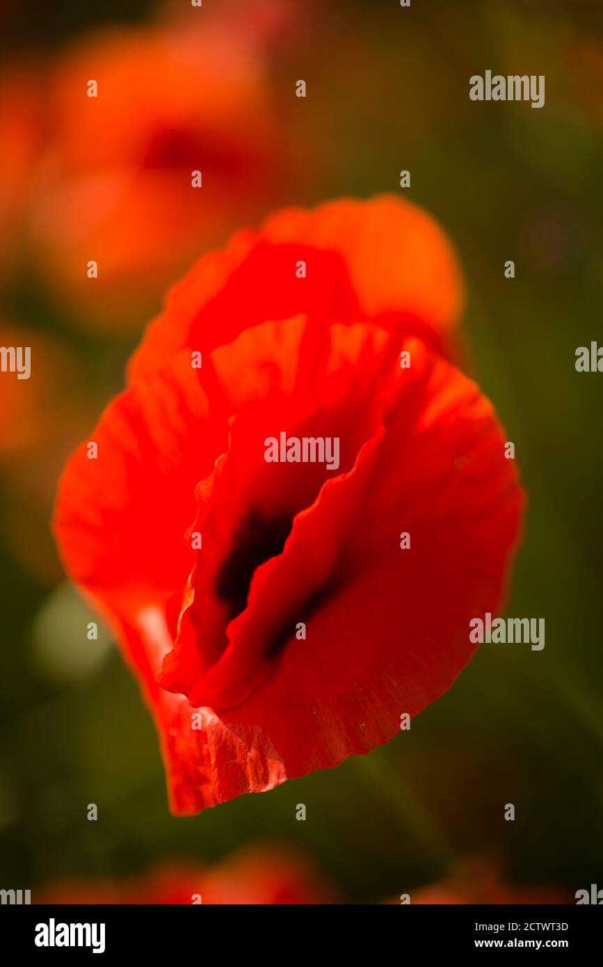 Field of red poppy flowers under the sun in italy Stock Photo - Alamy