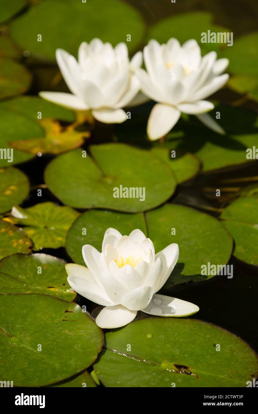 Flowers of waterlily plant on pond in full bloom Stock Photo - Alamy