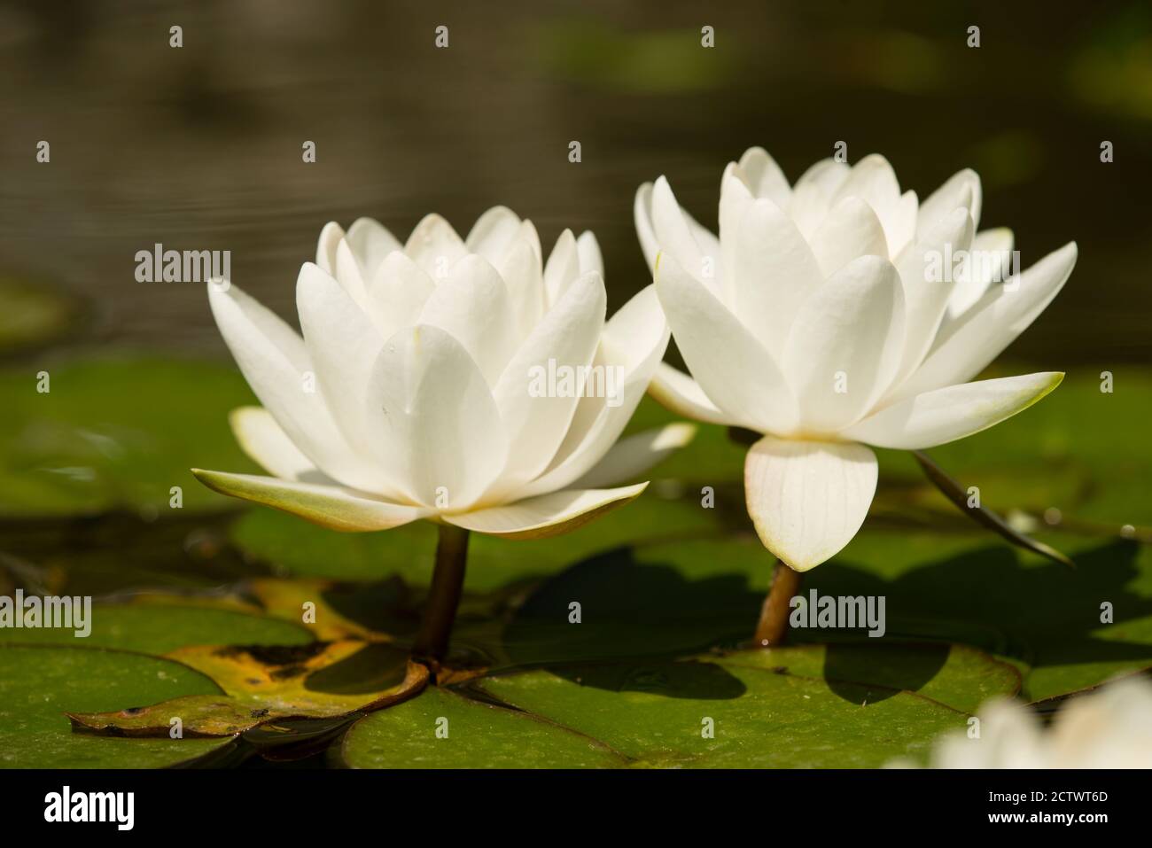 Flowers of waterlily plant on pond in full bloom Stock Photo - Alamy