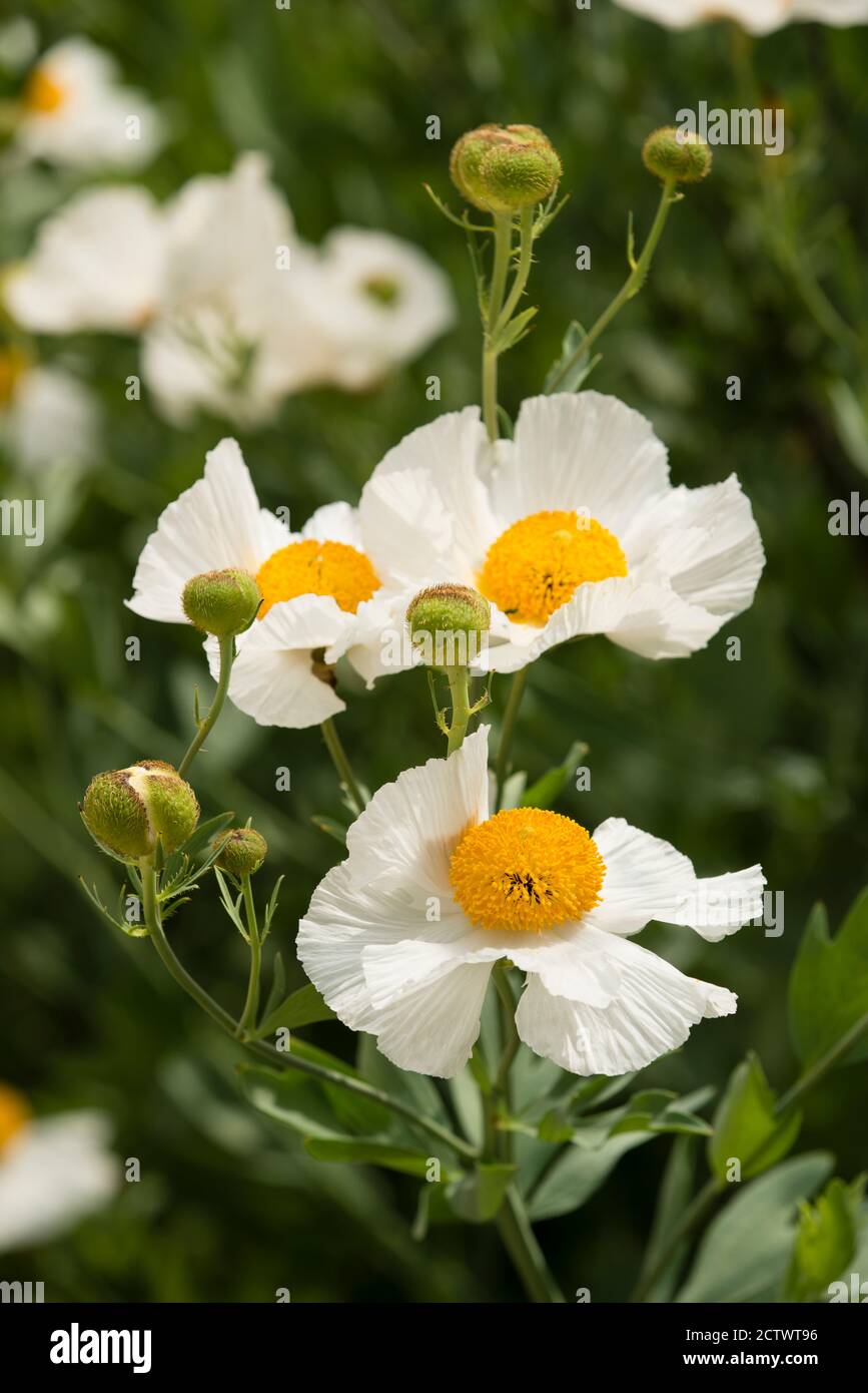 Details of California tree poppy flowers, Romneya coulteri Stock Photo ...