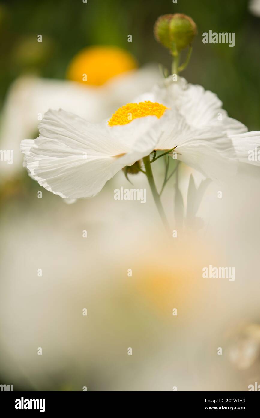 Details of California tree poppy flowers, Romneya coulteri Stock Photo ...