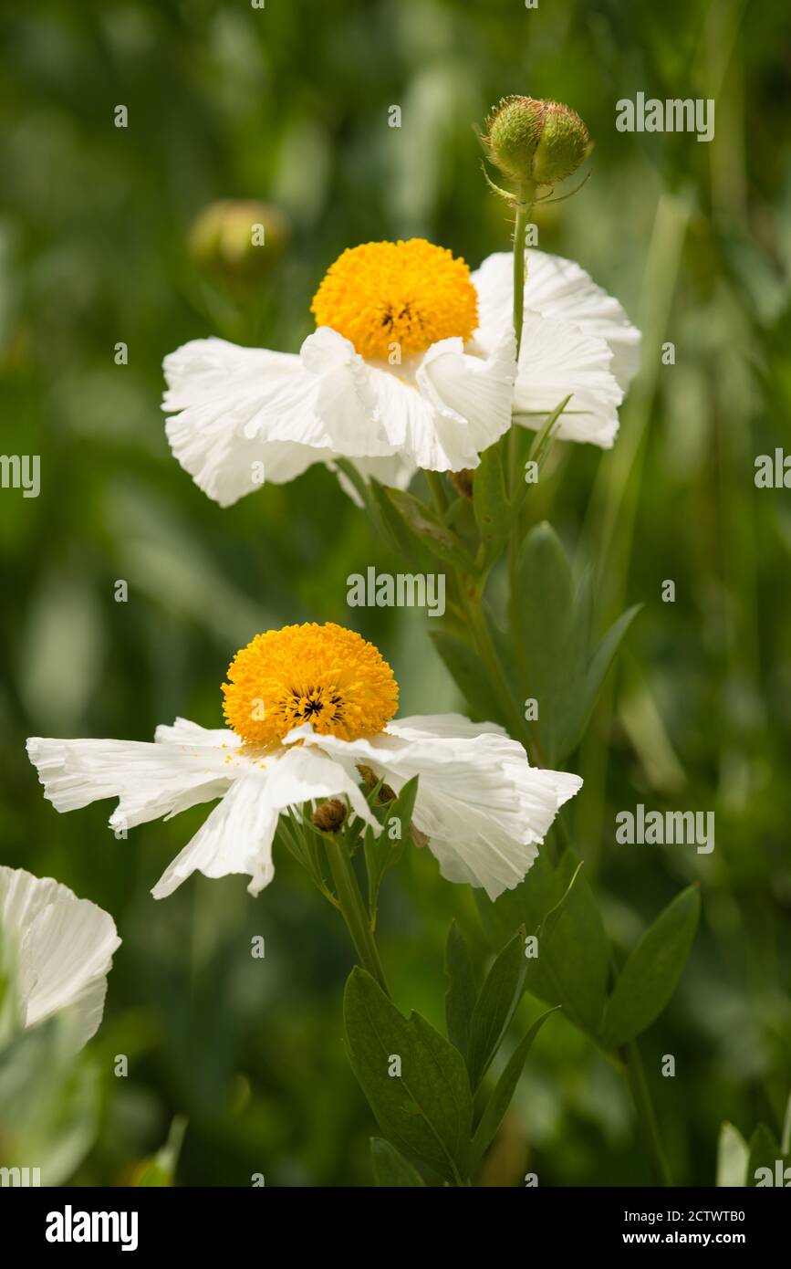 Details of California tree poppy flowers, Romneya coulteri Stock Photo ...