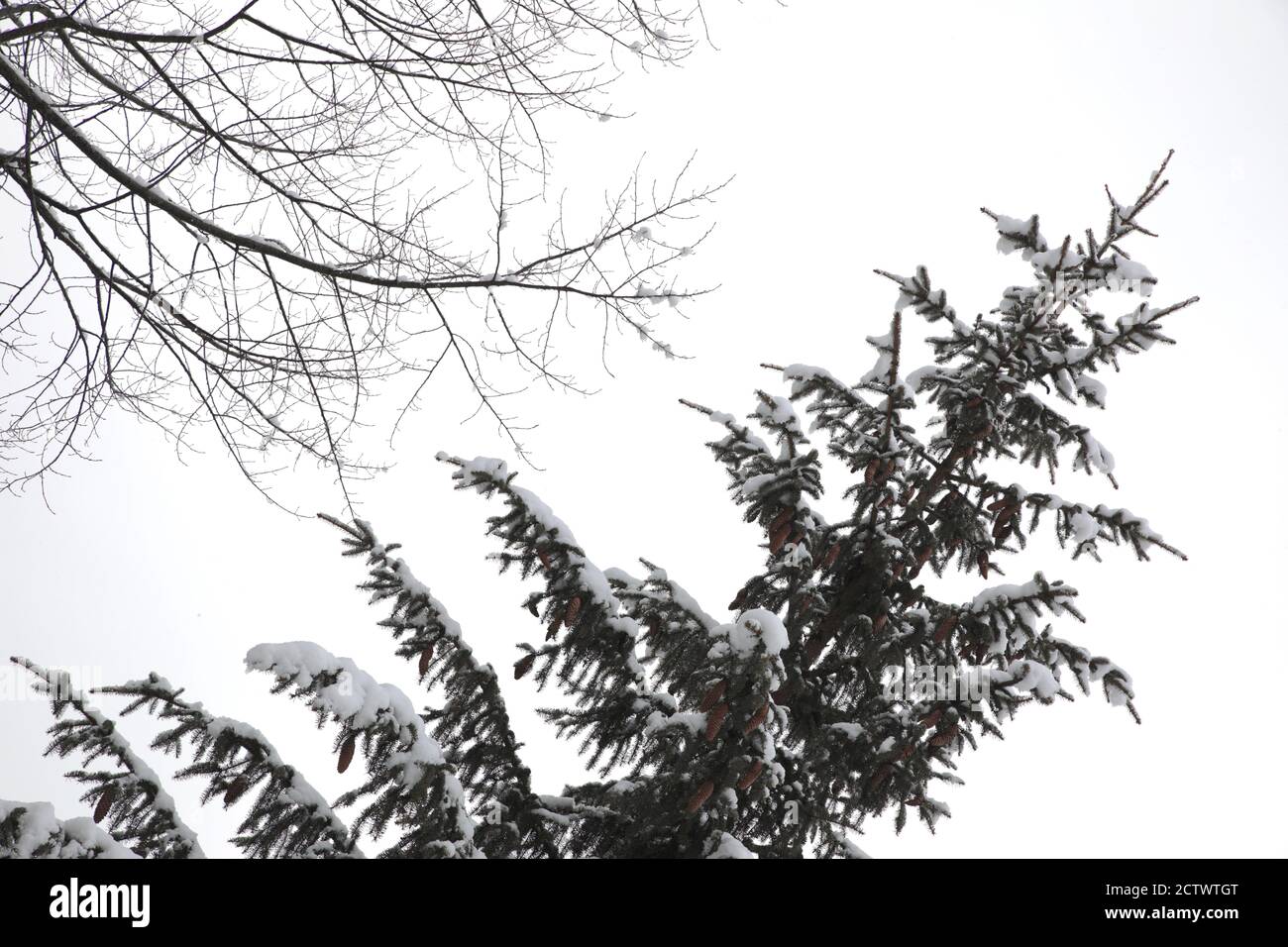 Low angle shot of a snow-covered spruce Stock Photo - Alamy