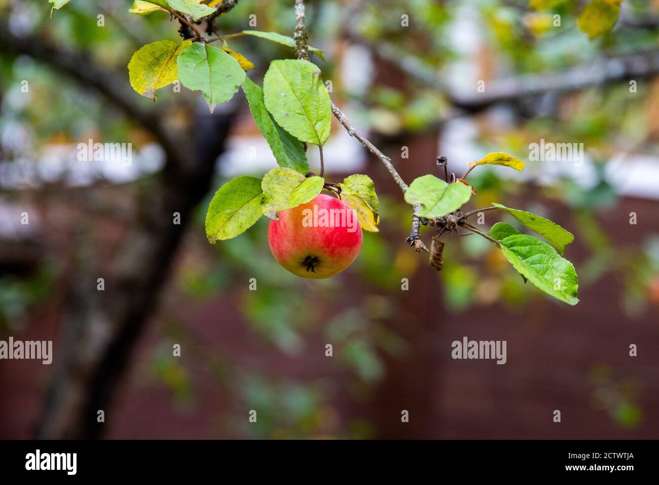 Closeup of apples growing on a tree branch in a garden Stock Photo - Alamy