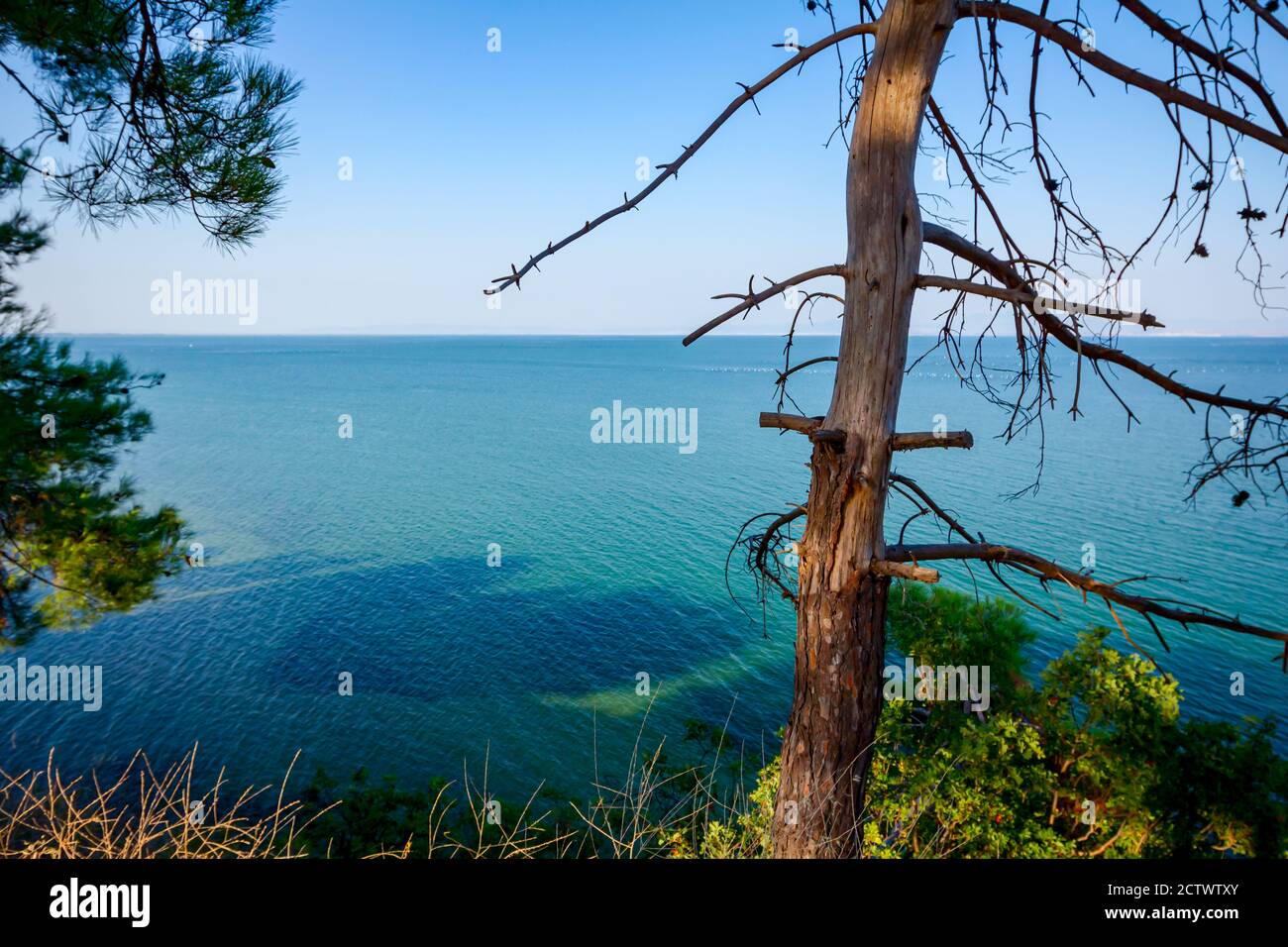 Above view through conifer canopy from reef on beautiful shallow ...