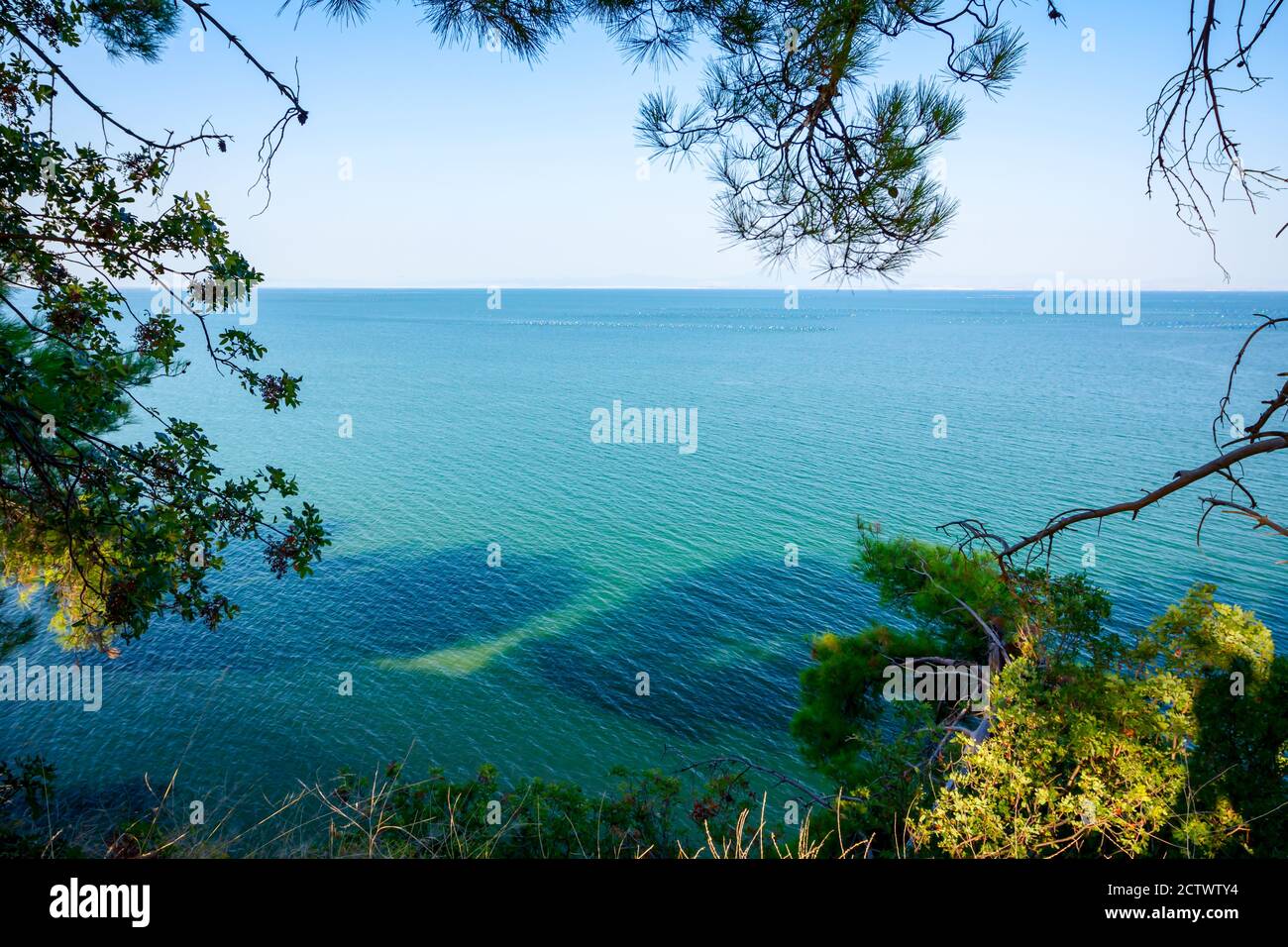 Above view through conifer canopy from reef on beautiful shallow ...