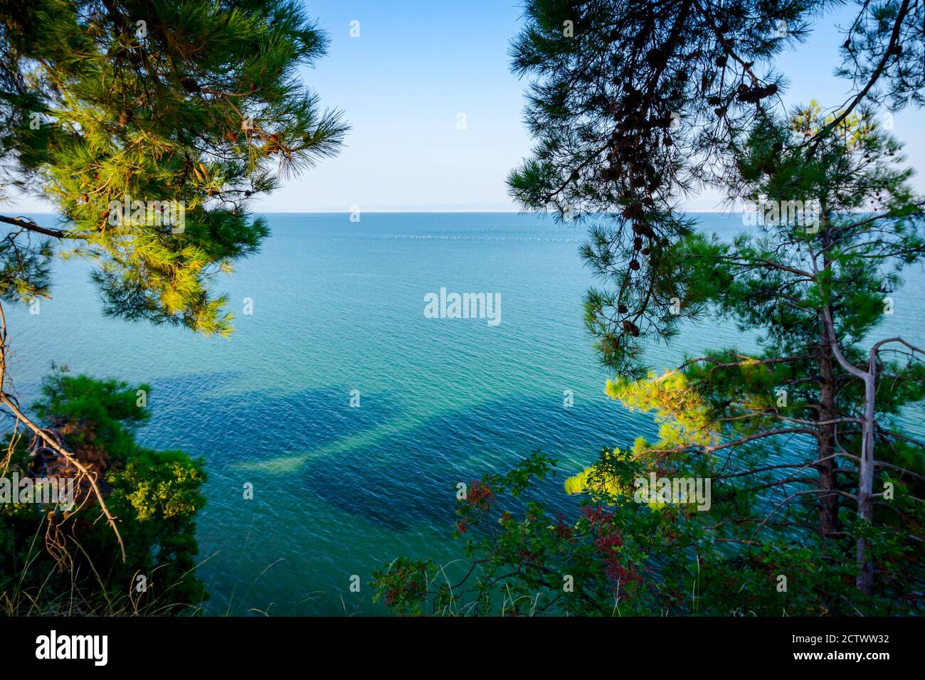 Above view through conifer canopy from reef on beautiful shallow ...