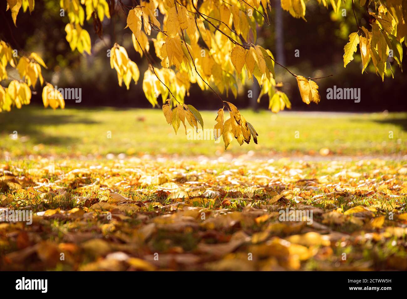 Closeup of golden tree leaves in a park in sunlight Stock Photo - Alamy
