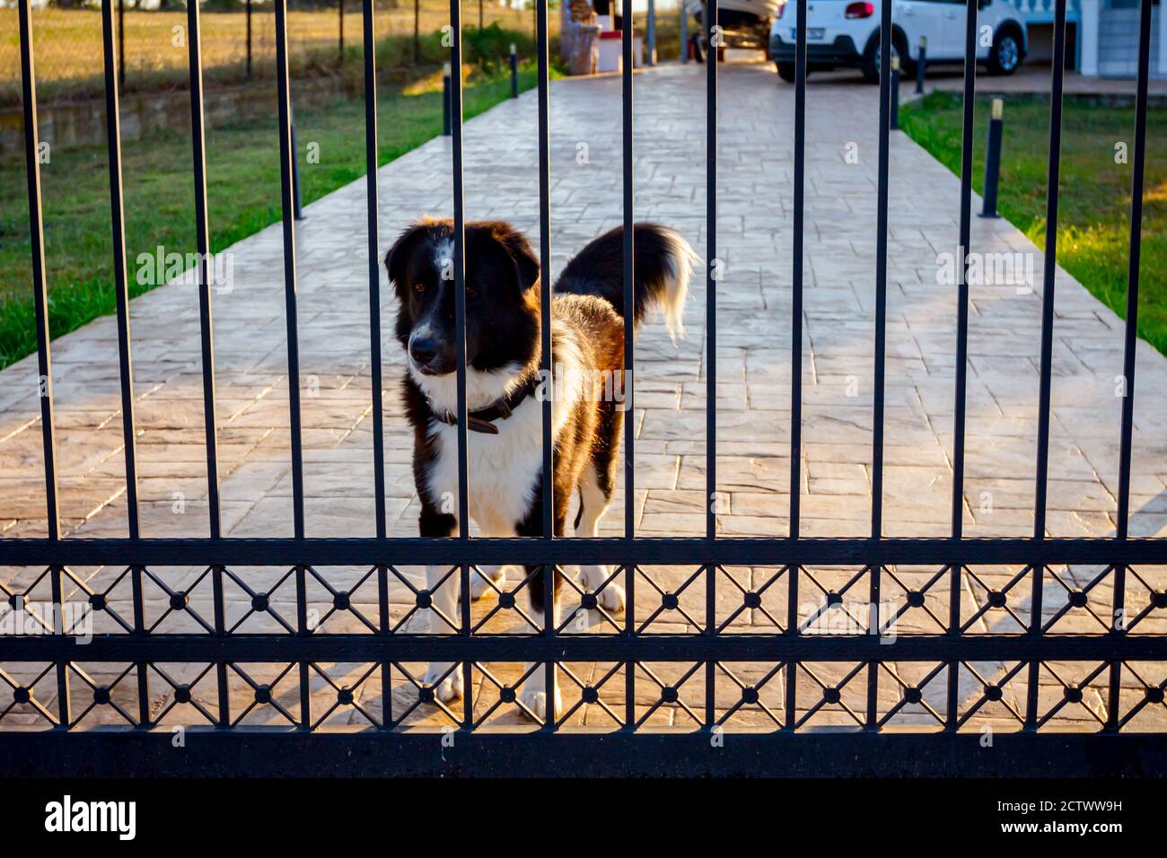 Dog behind a gate hi-res stock photography and images - Alamy