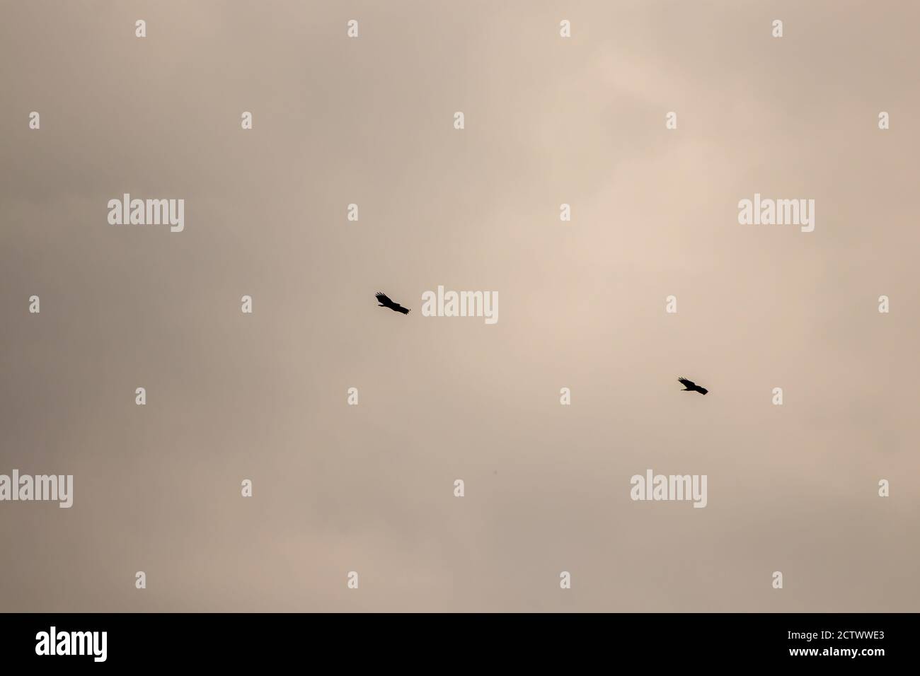 Buzzards light hi-res stock photography and images - Alamy