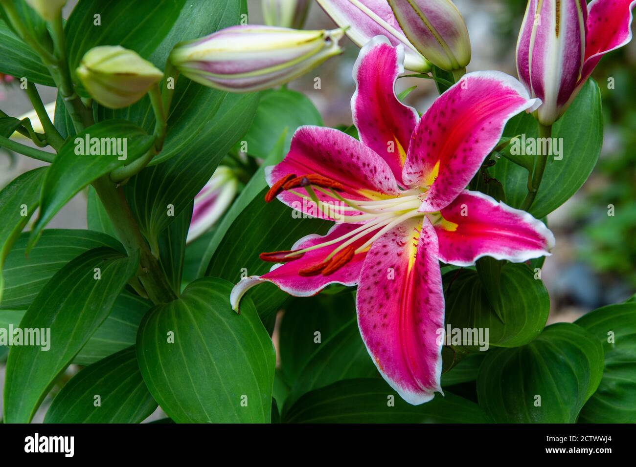 Oriental lilies growing in a garden in Ankeny, Iowa Stock Photo - Alamy